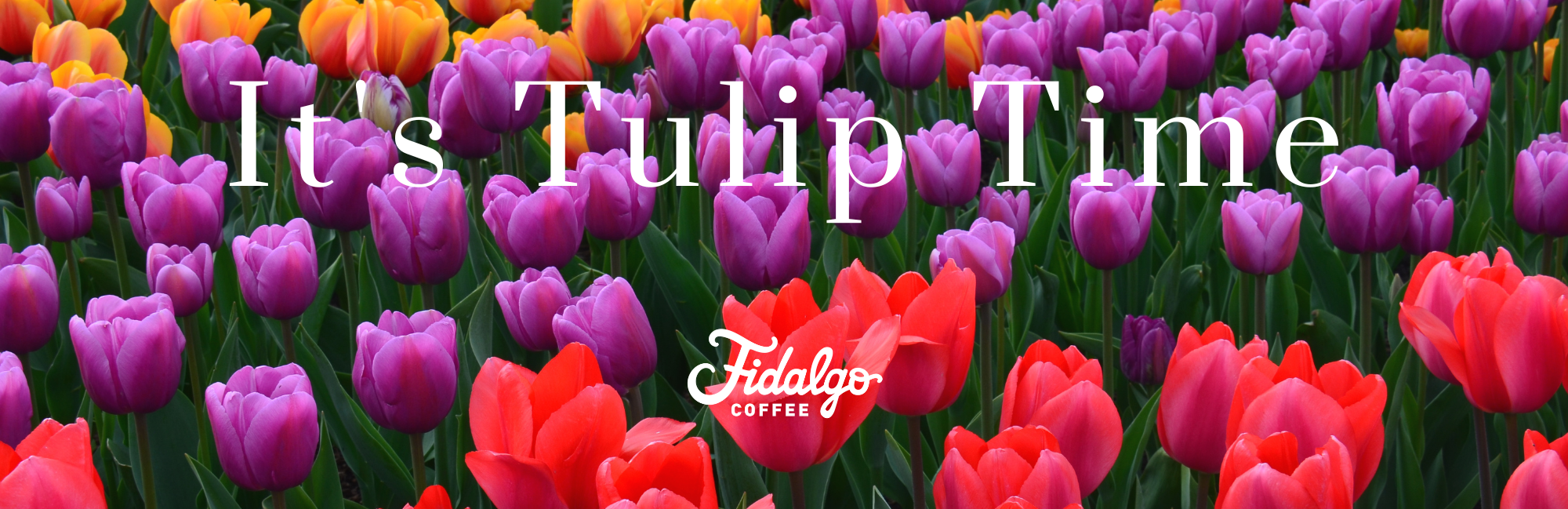 Tulip Time 2026 It's tulip time • Fidalgo Coffee - AusmalbilderFurKinder.de